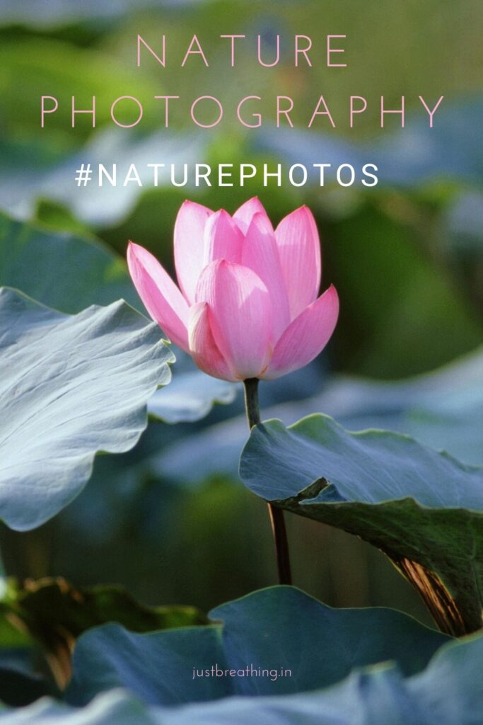 Best Nature Hashtags For Instagram And Nature Photography Hashtags Best Nature Hashtags For Instagram And Nature Photography Hashtags